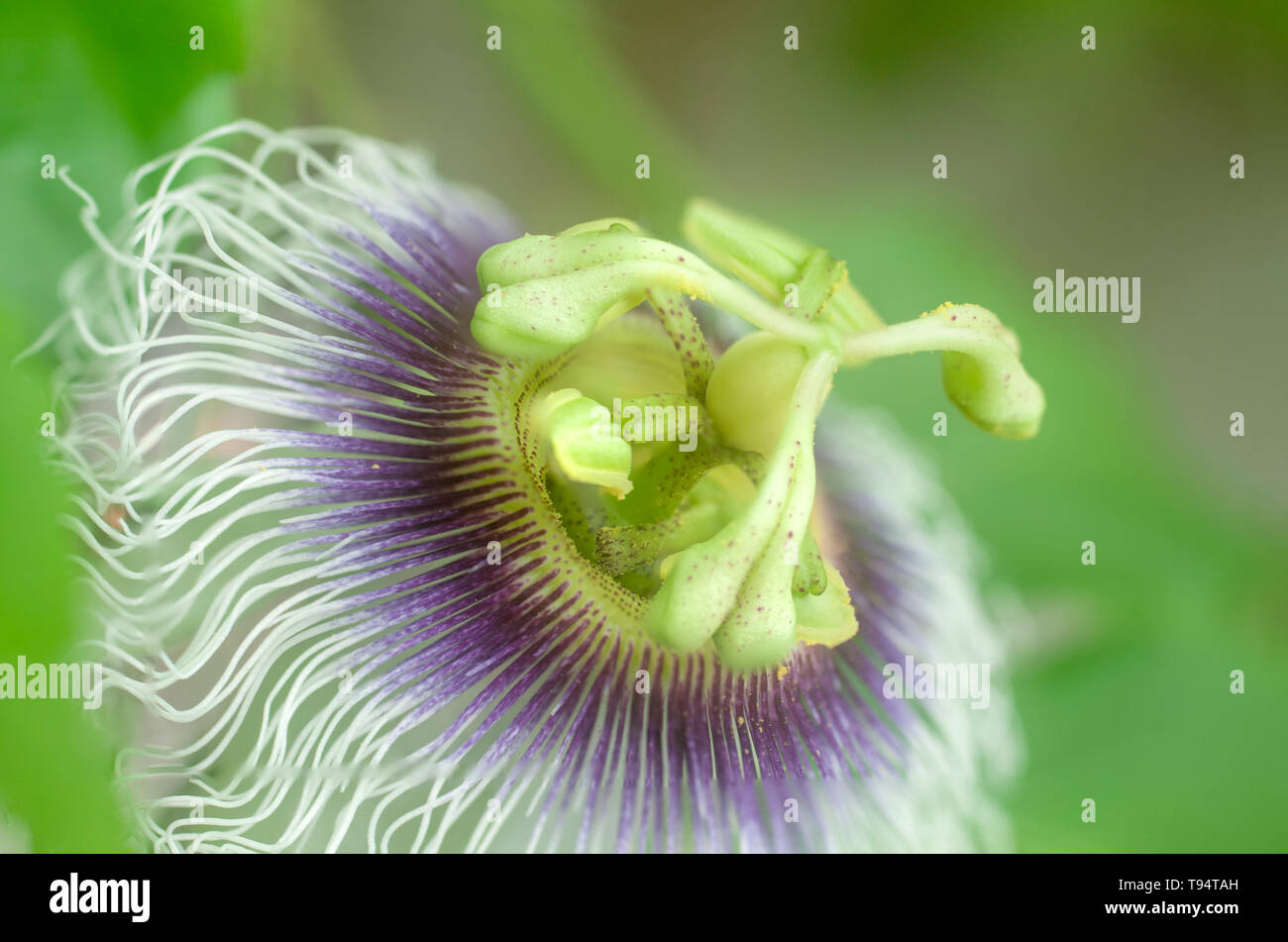Granadilla flower hi-res stock photography and images - Alamy