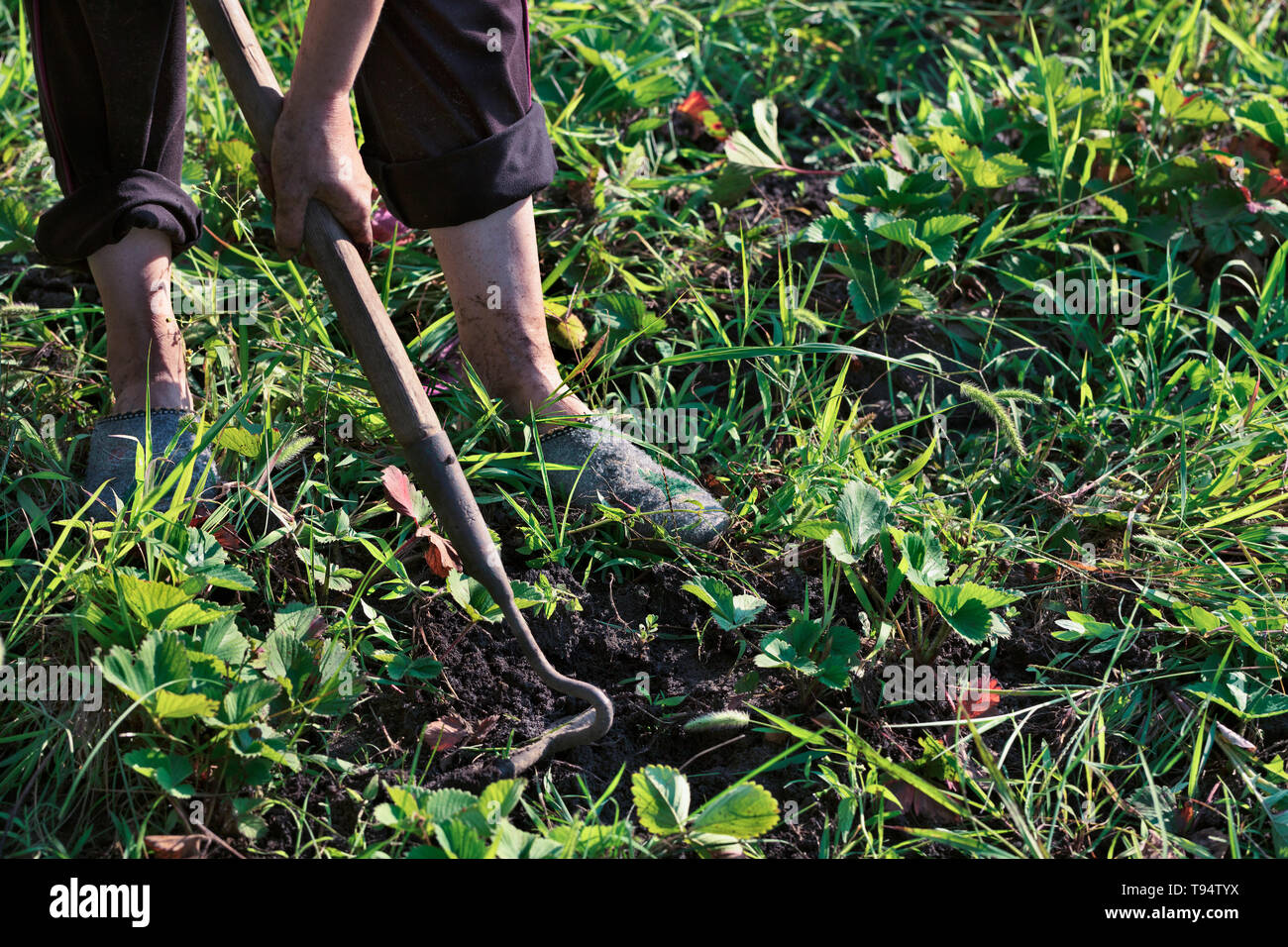 Farmer using hoe hand tool hi-res stock photography and images - Alamy