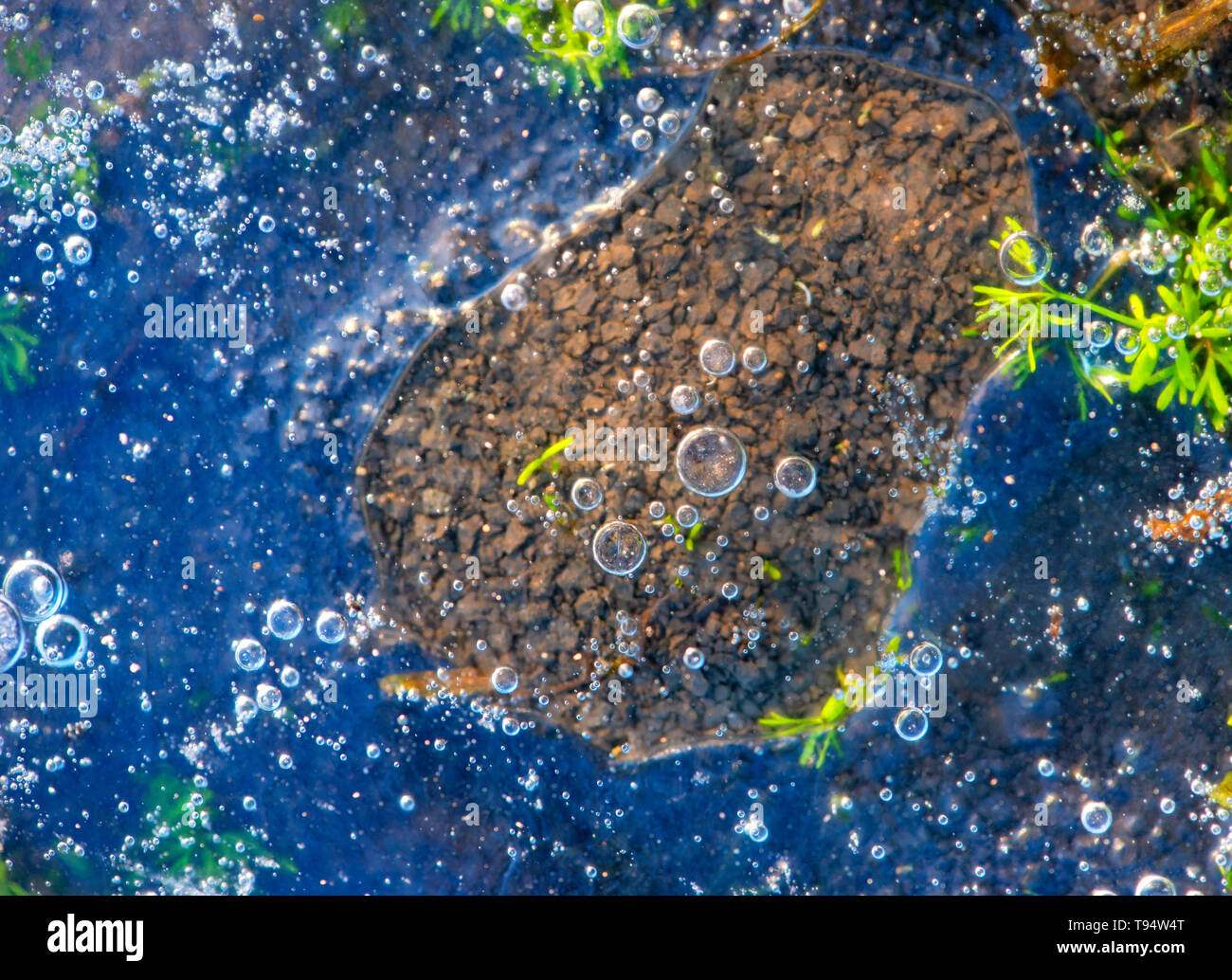 Beautiful ice bubble macro hi-res stock photography and images - Alamy