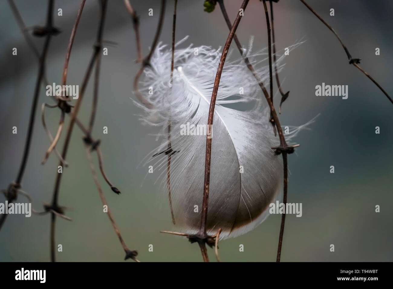 Feather anatomy hi-res stock photography and images - Alamy