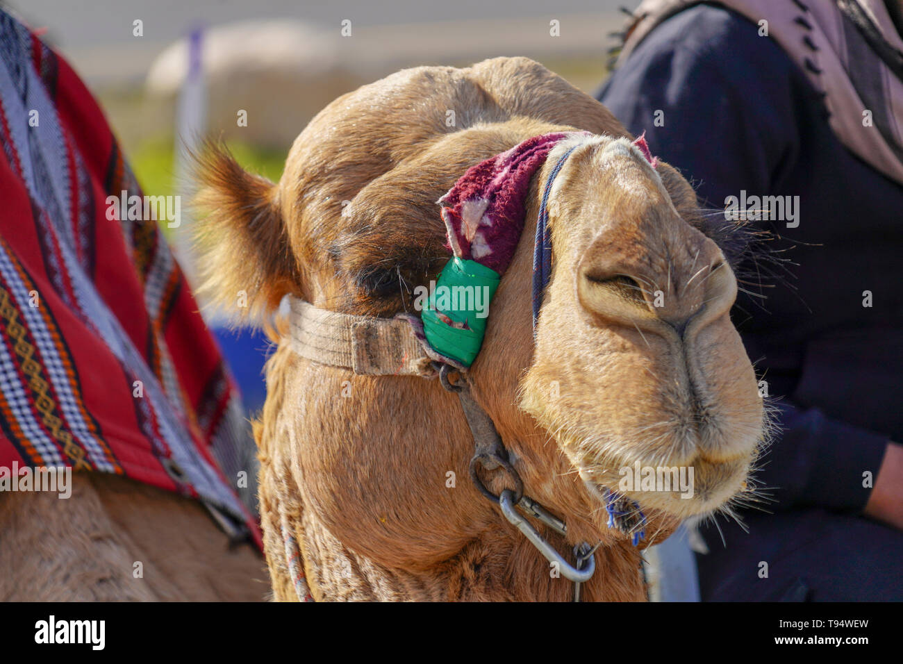 Dead camel camels hi-res stock photography and images - Alamy
