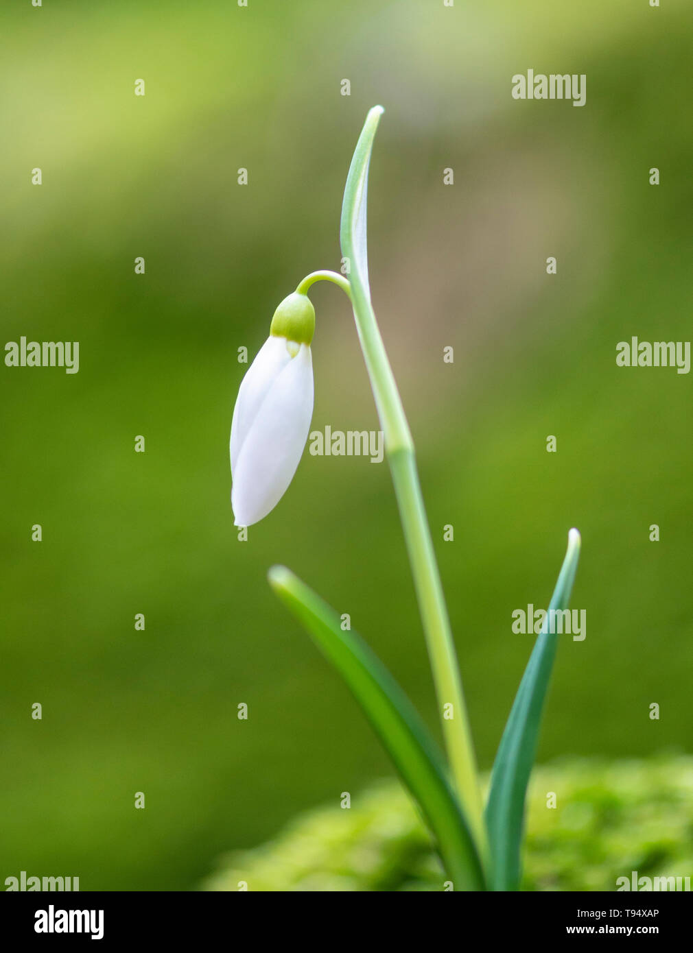 Tall snowdrop hi-res stock photography and images - Alamy