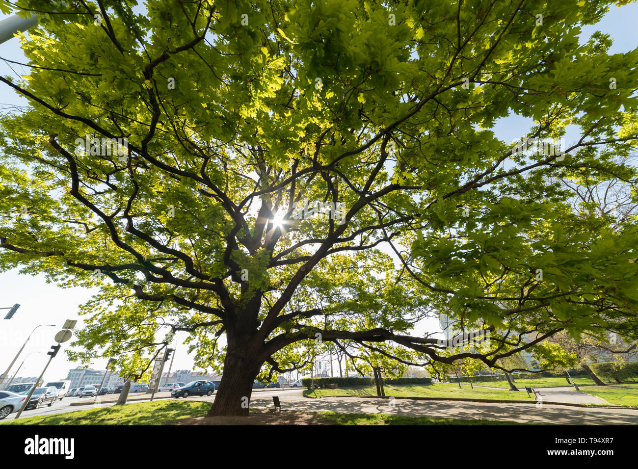 A big high green tree in a day light Stock Photo - Alamy