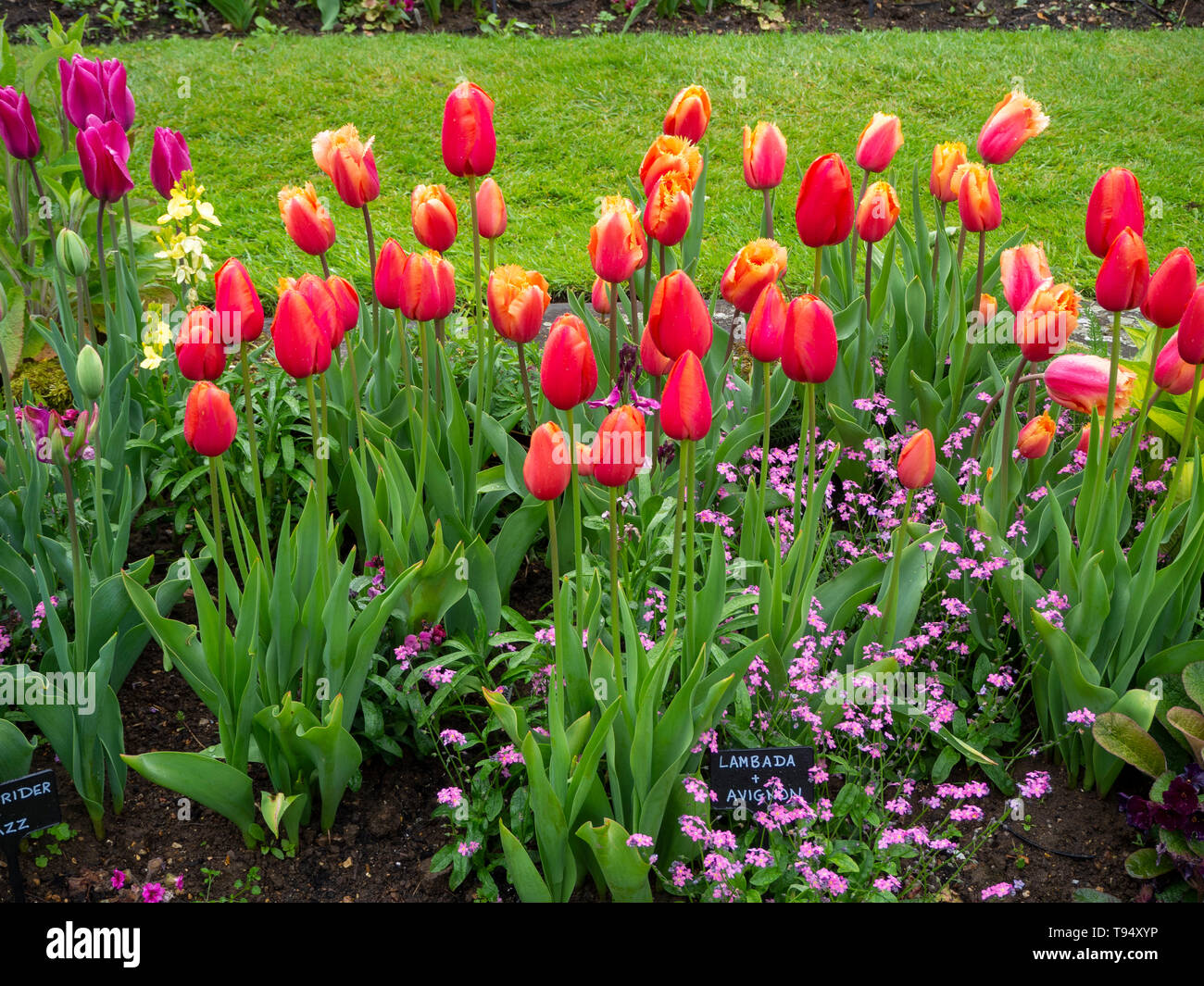 Chenies Manor House Sunken garden in May with vivid tulip varieties ...