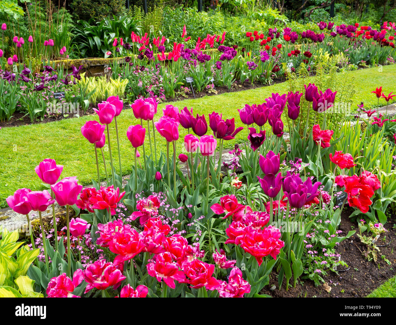 Tulip queen of marvel hi-res stock photography and images - Alamy
