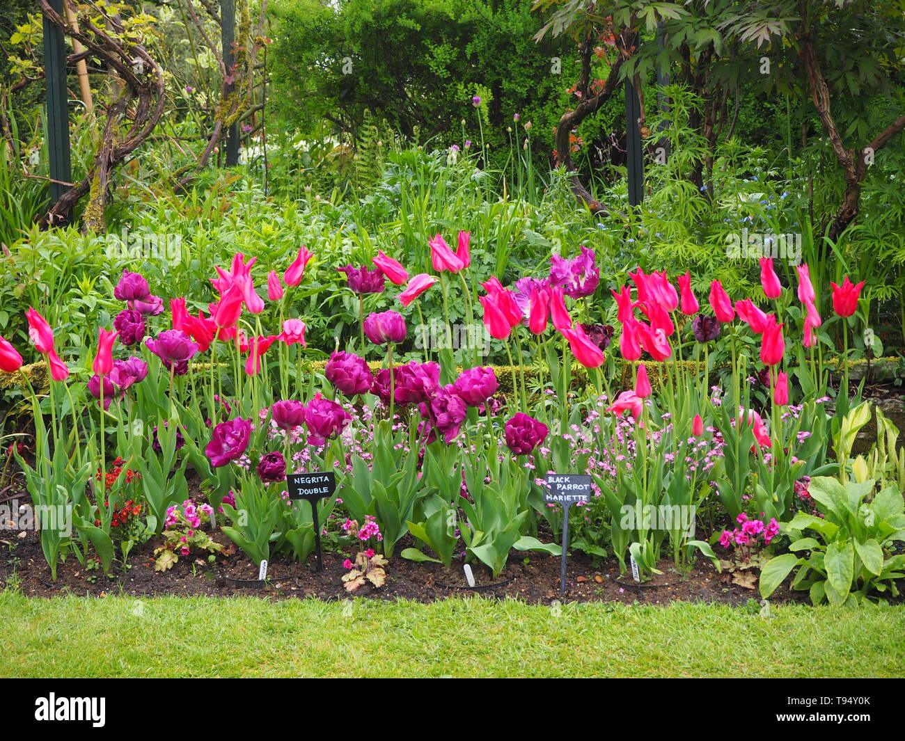 Chenies Manor House Sunken garden in May with vivid tulip varieties ...