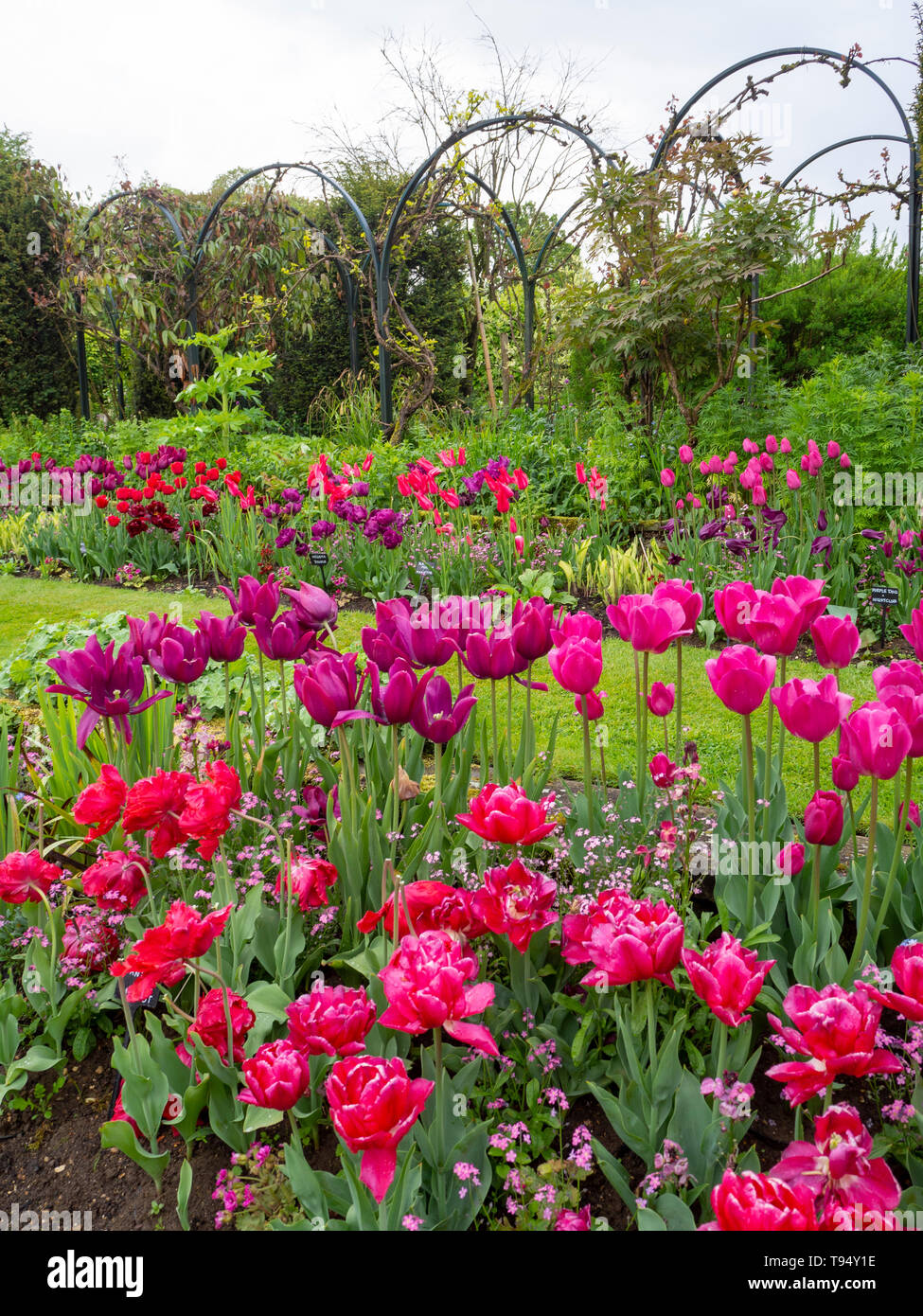 Chenies Manor House Sunken garden in May with vivid tulip varieties ...