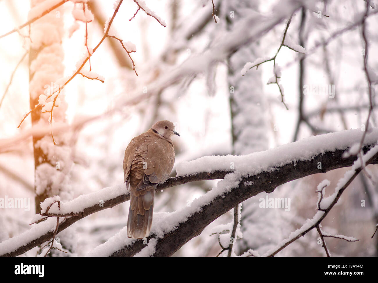 grey pigeon bird sitting alone on a no leaf tree branch, cold, winter ...