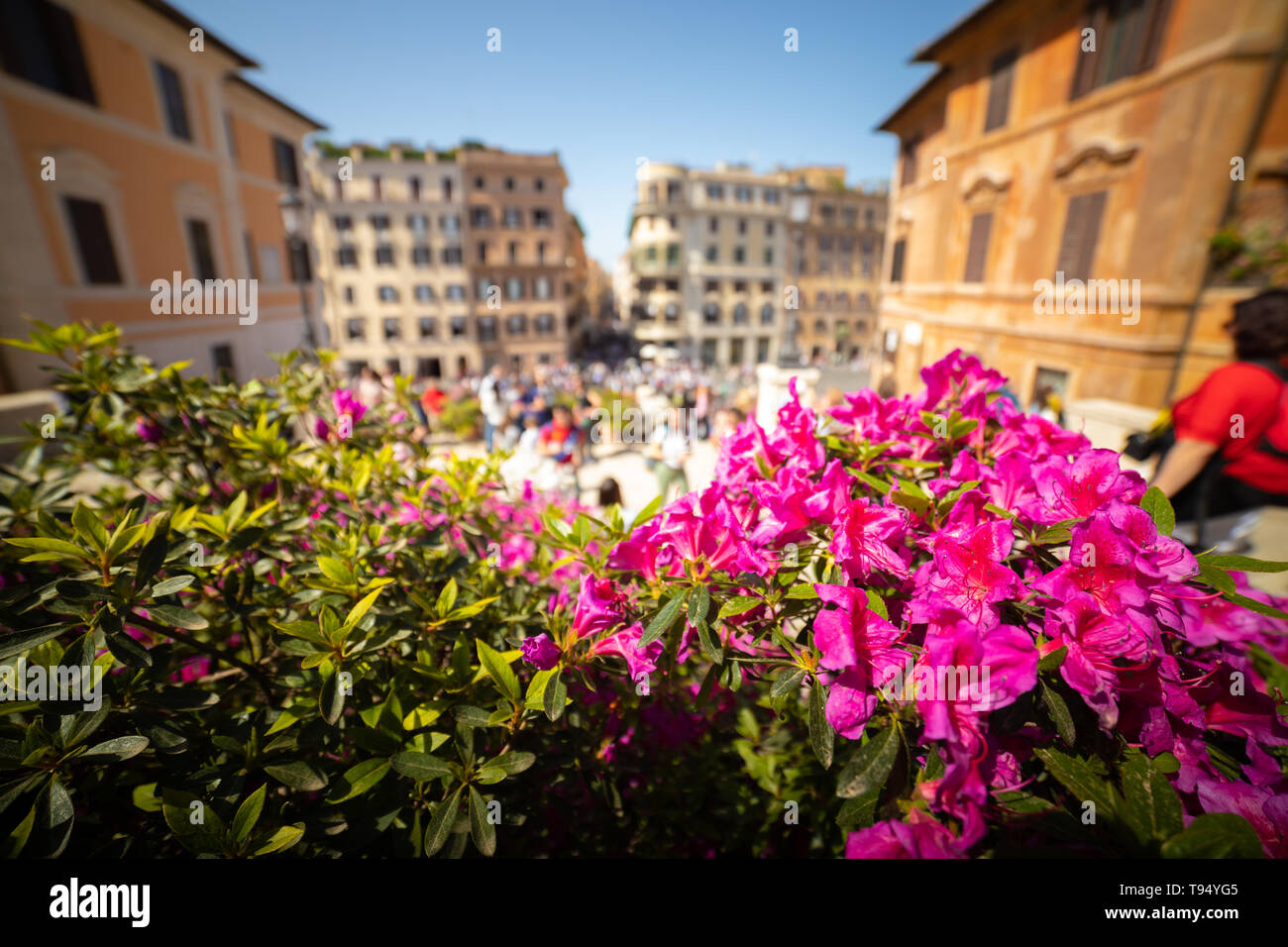 Italian streets. Old specific buildings under the sunlight. Pretty rosy ...
