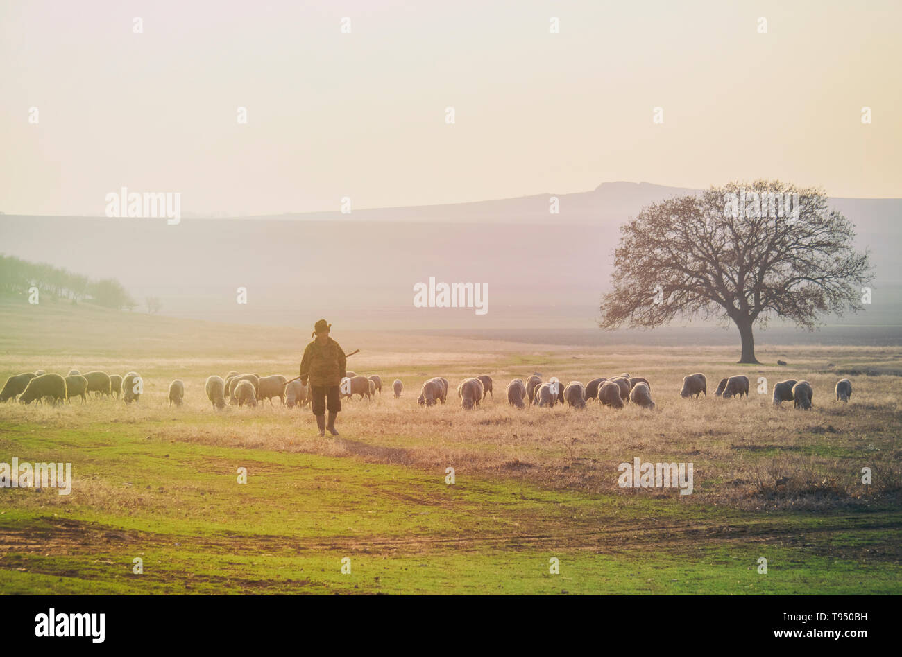 Shepherd and herd of sheep Stock Photo - Alamy