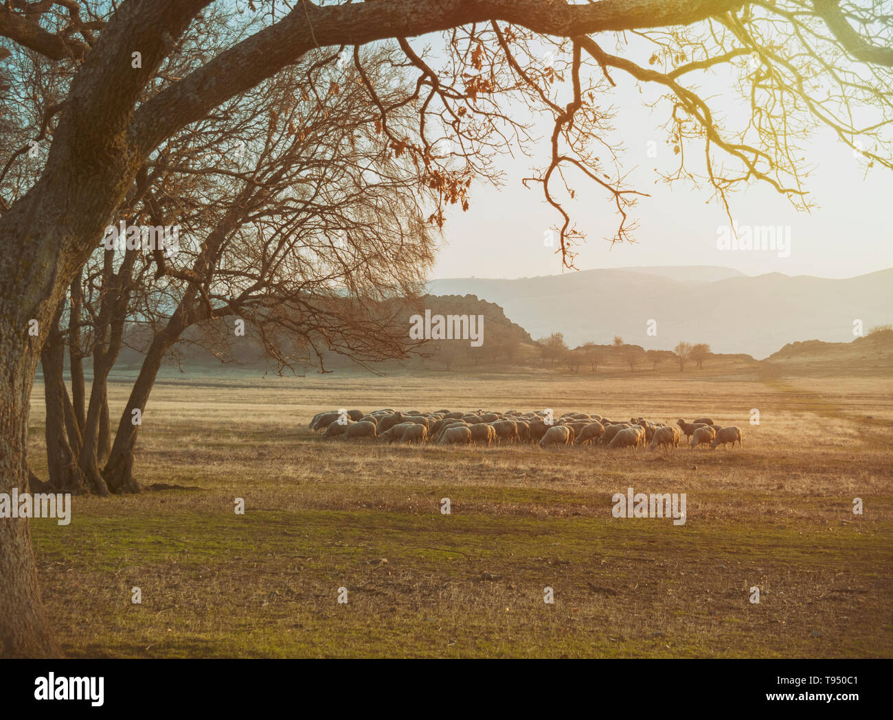 Sheep at sunset hi-res stock photography and images - Alamy