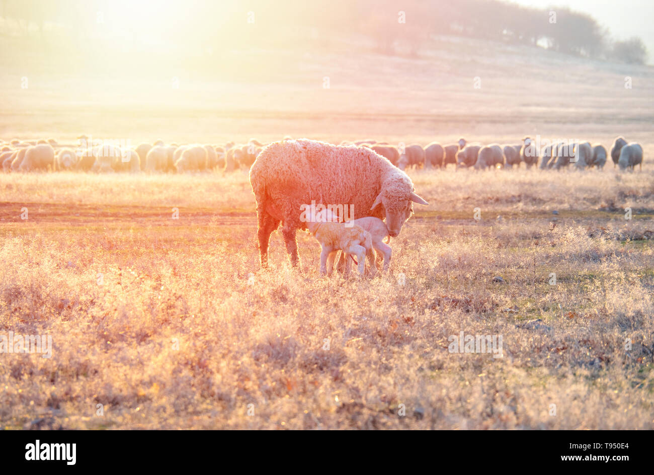 Sheep animal lamb sucking milk hi-res stock photography and images - Alamy