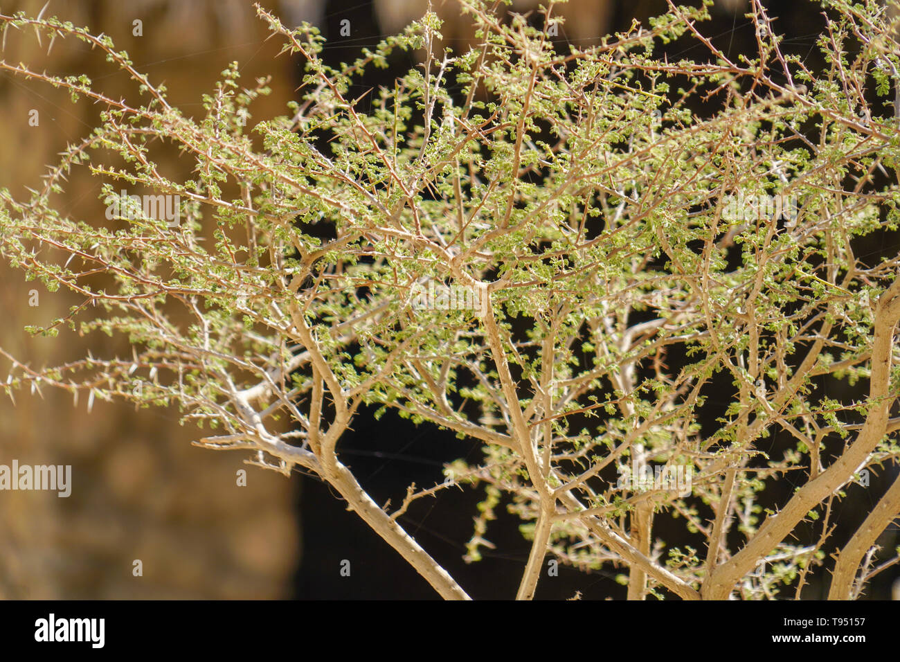 close up of a lone Acacia Tree in an arid desert. Photographed in The ...