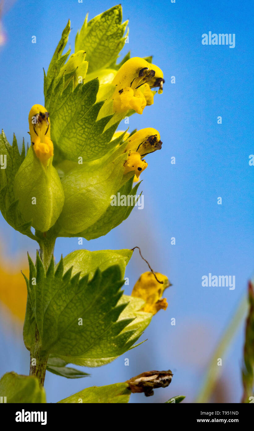 Close up detail of a Yellow Rattle flower spike (Rhinanthus minor ...