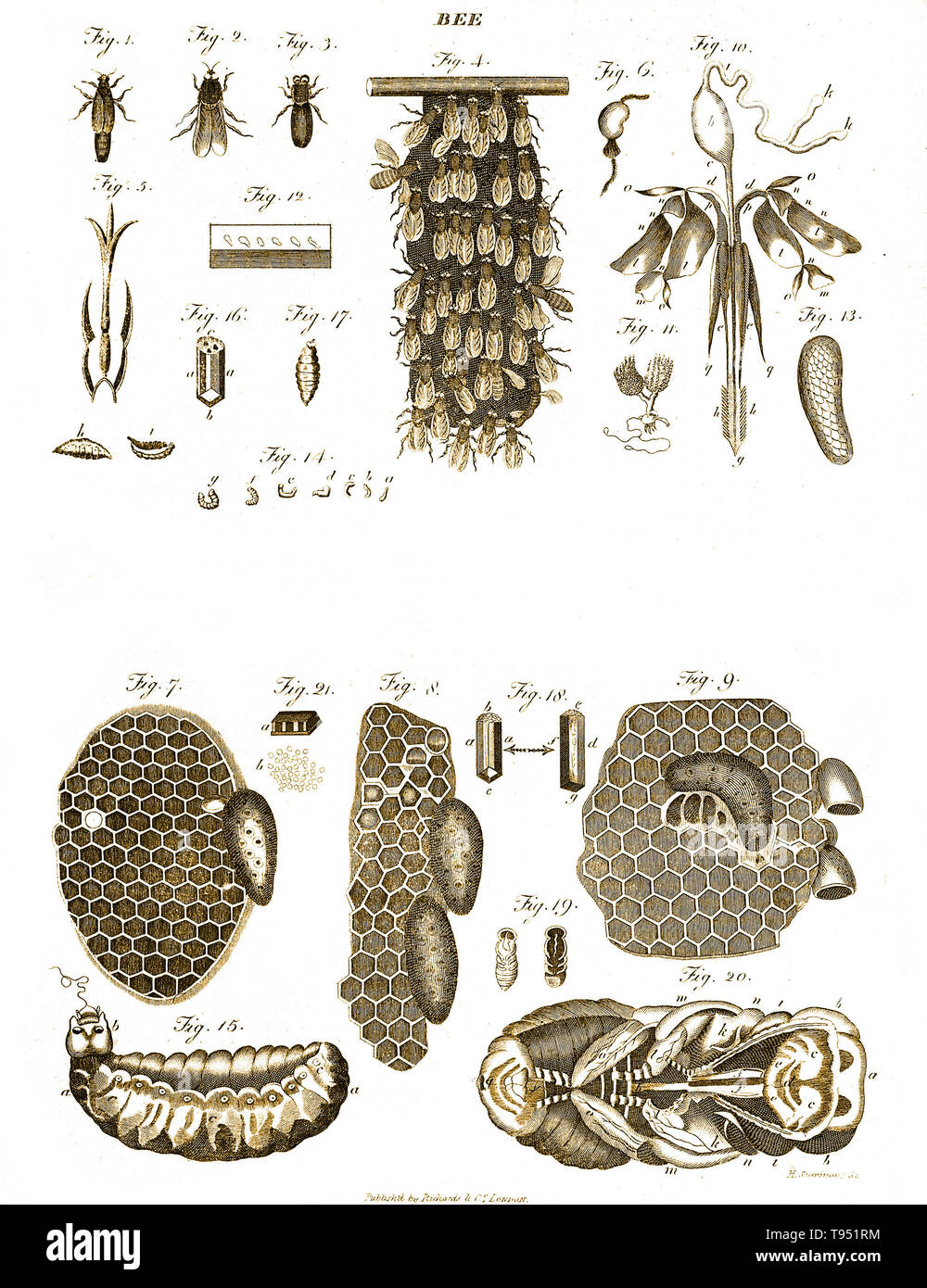 An 19th century engraving of apiculture, showing bee anatomy, combs and ...