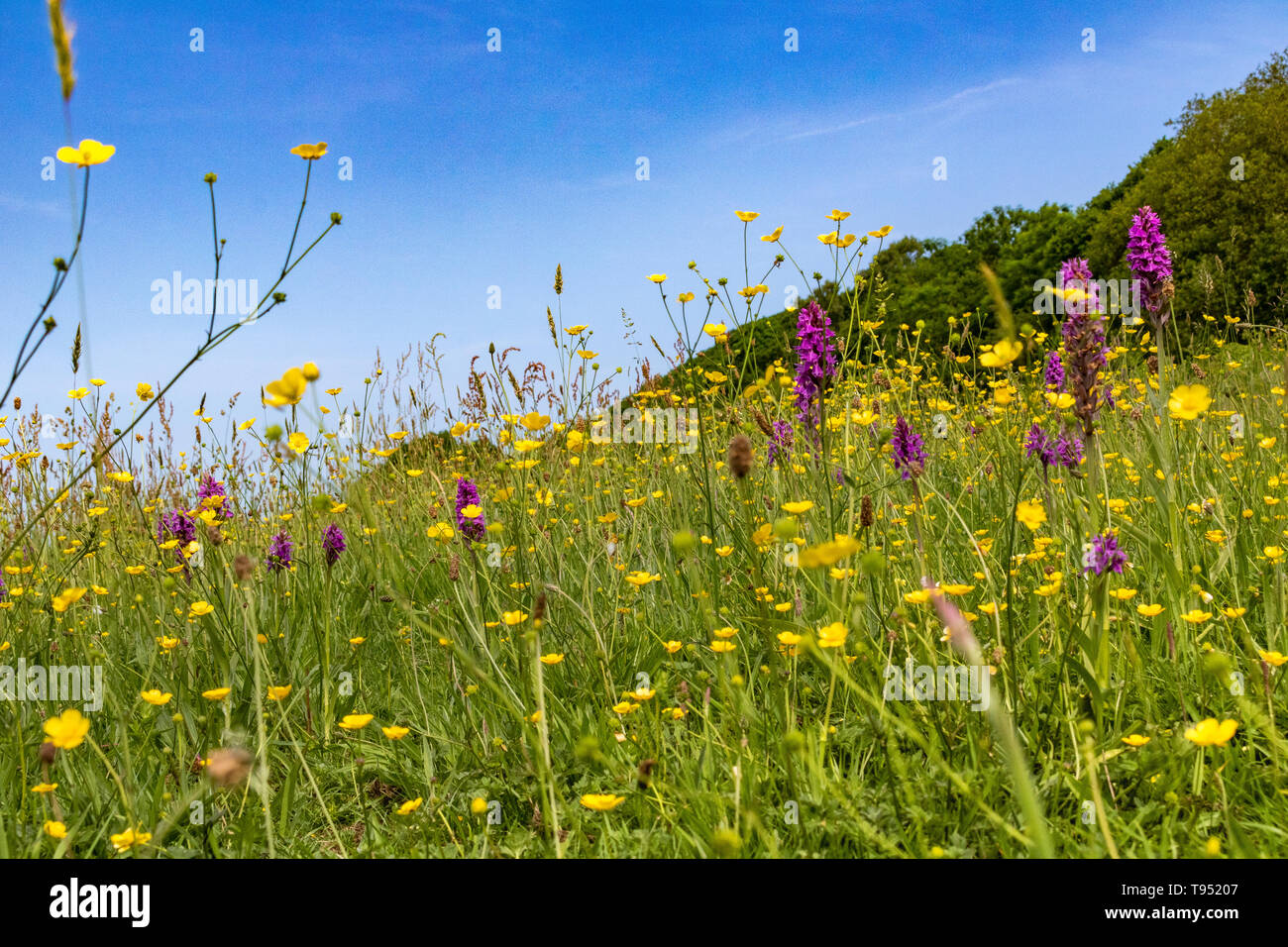 A Devon Flower Meadow in Early Summer. Buttecups (Ranunculus acris) and ...