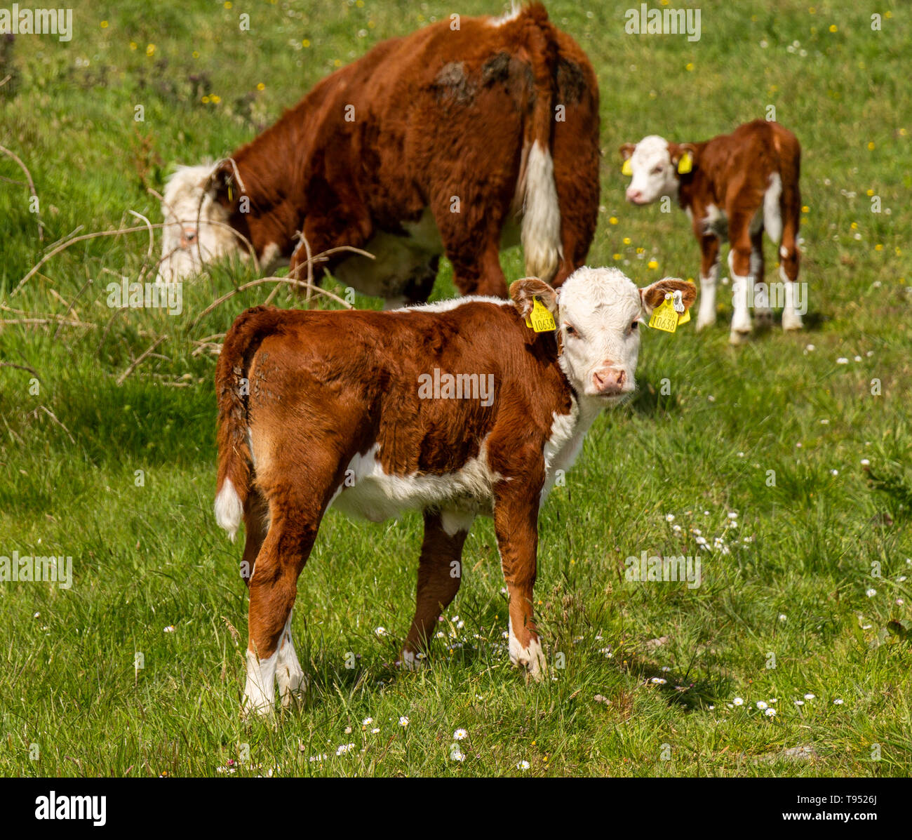 Domestic cattle grazing on pasture hi-res stock photography and images ...