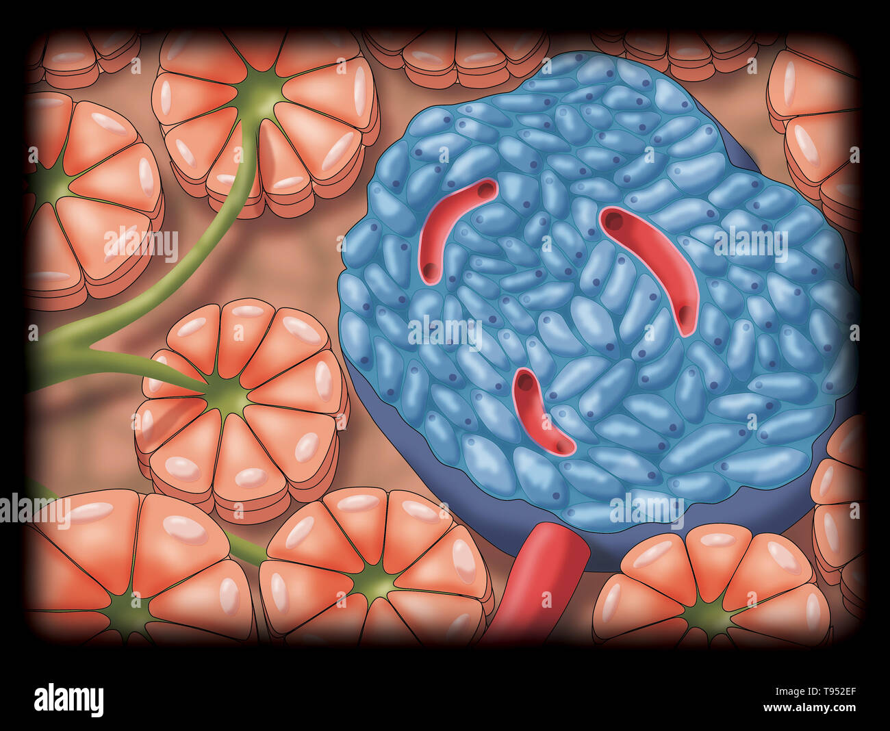 Illustration of pancreatic islets, also called islets of Langerhans ...