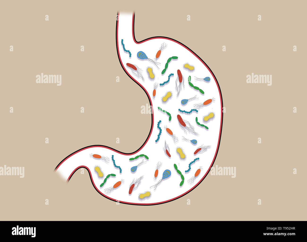 Illustration depicting gut bacteria in the stomach Stock Photo - Alamy