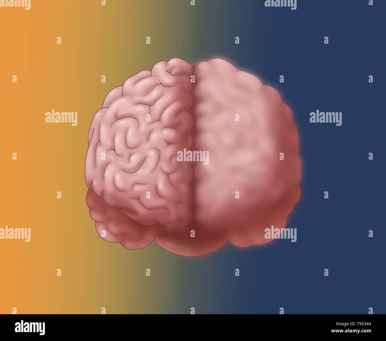 Left hemisphere brain hi-res stock photography and images - Alamy