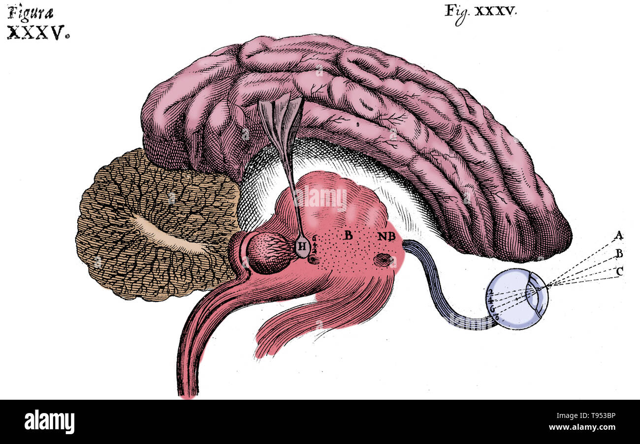 Historical diagram of the brain, showing the process of sight, by Rene ...