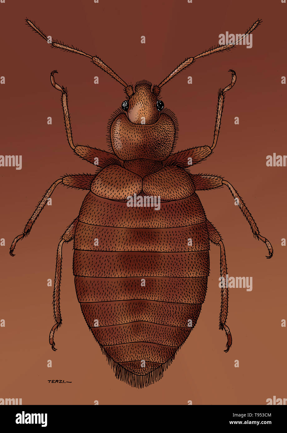 The female tropical bedbug (Cimex hemipterus). Pen and ink drawing by A ...
