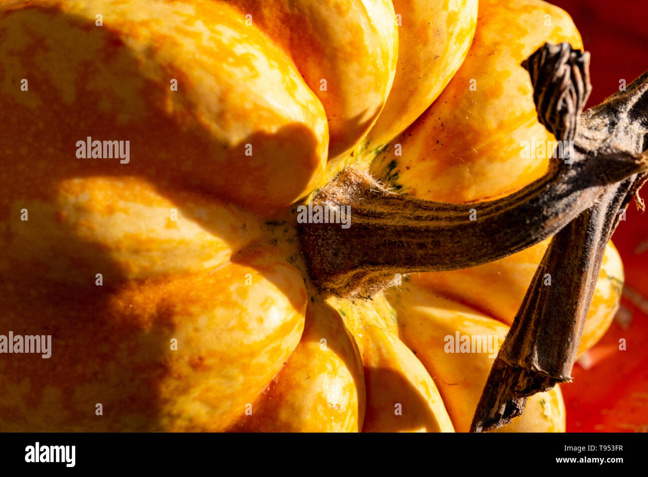 O Stalk High Resolution Stock Photography and Images - Alamy