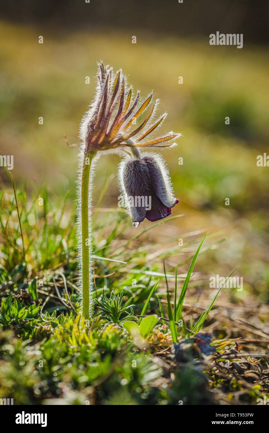 Fragile anemone hi-res stock photography and images - Alamy