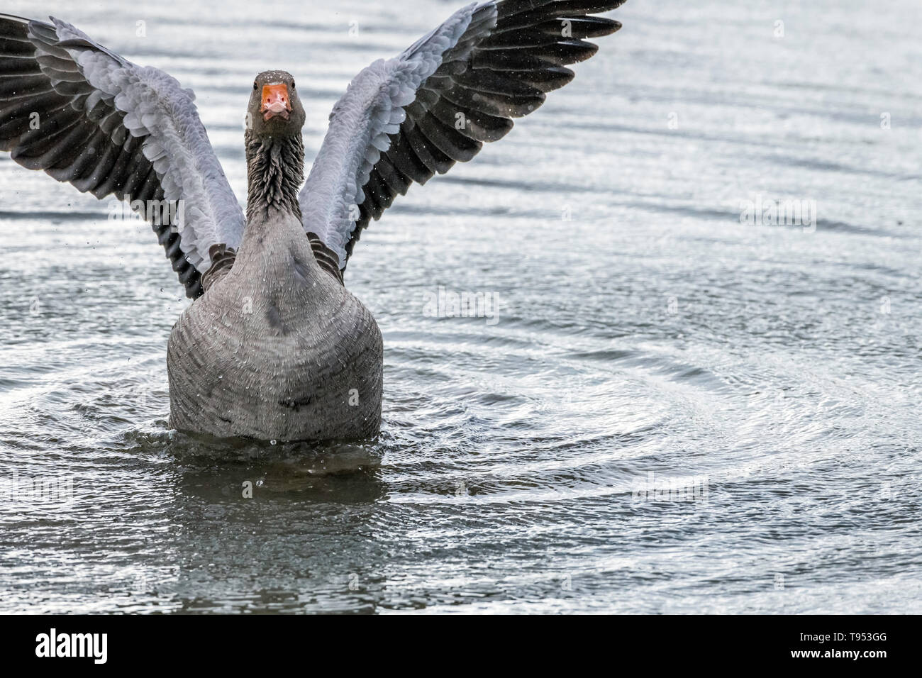 Greylag goose and mute swan hi-res stock photography and images - Alamy
