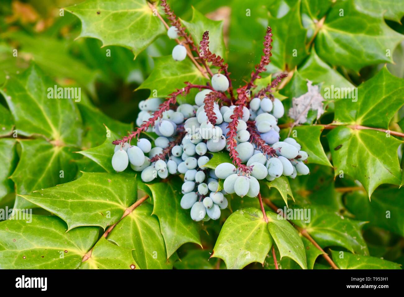 Grape Ivy Leaves