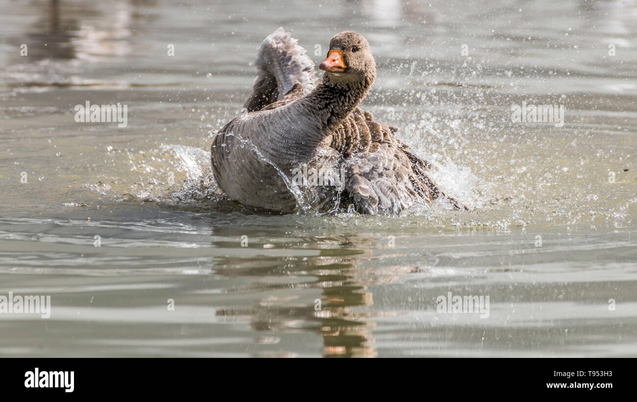 Greylag Goose washing bath in pond Stock Photo - Alamy