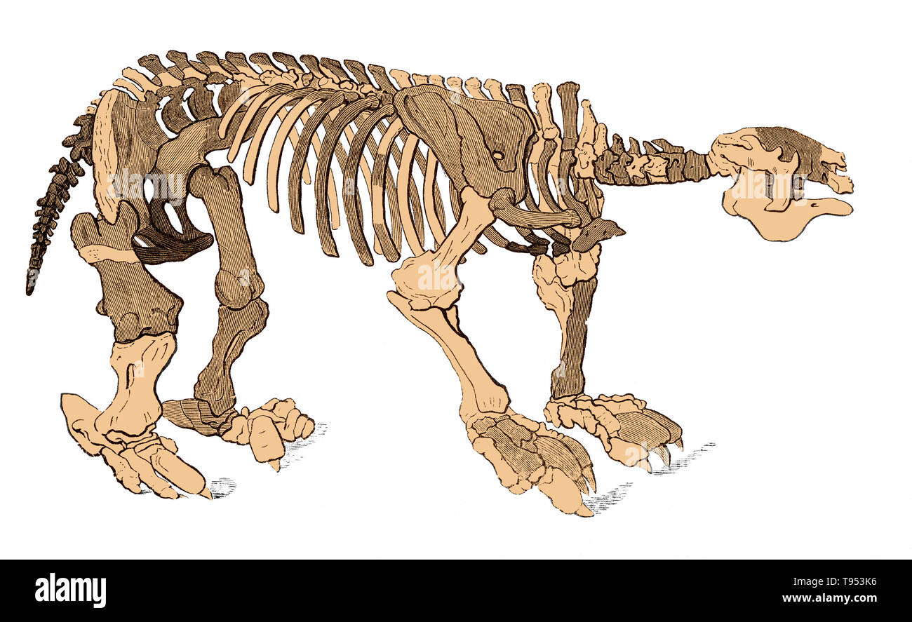Megatherium museum hi-res stock photography and images - Alamy