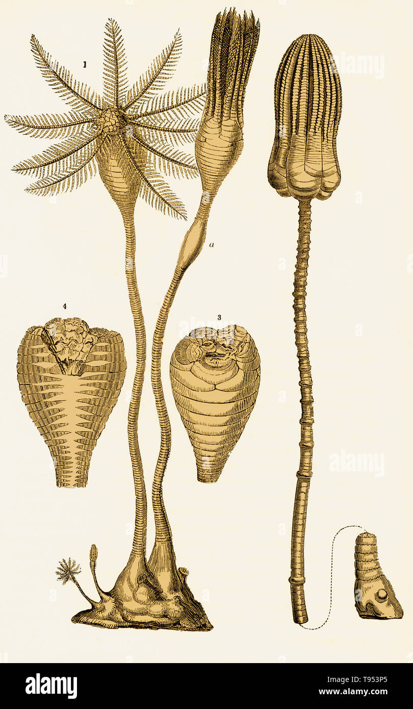 Crinoid