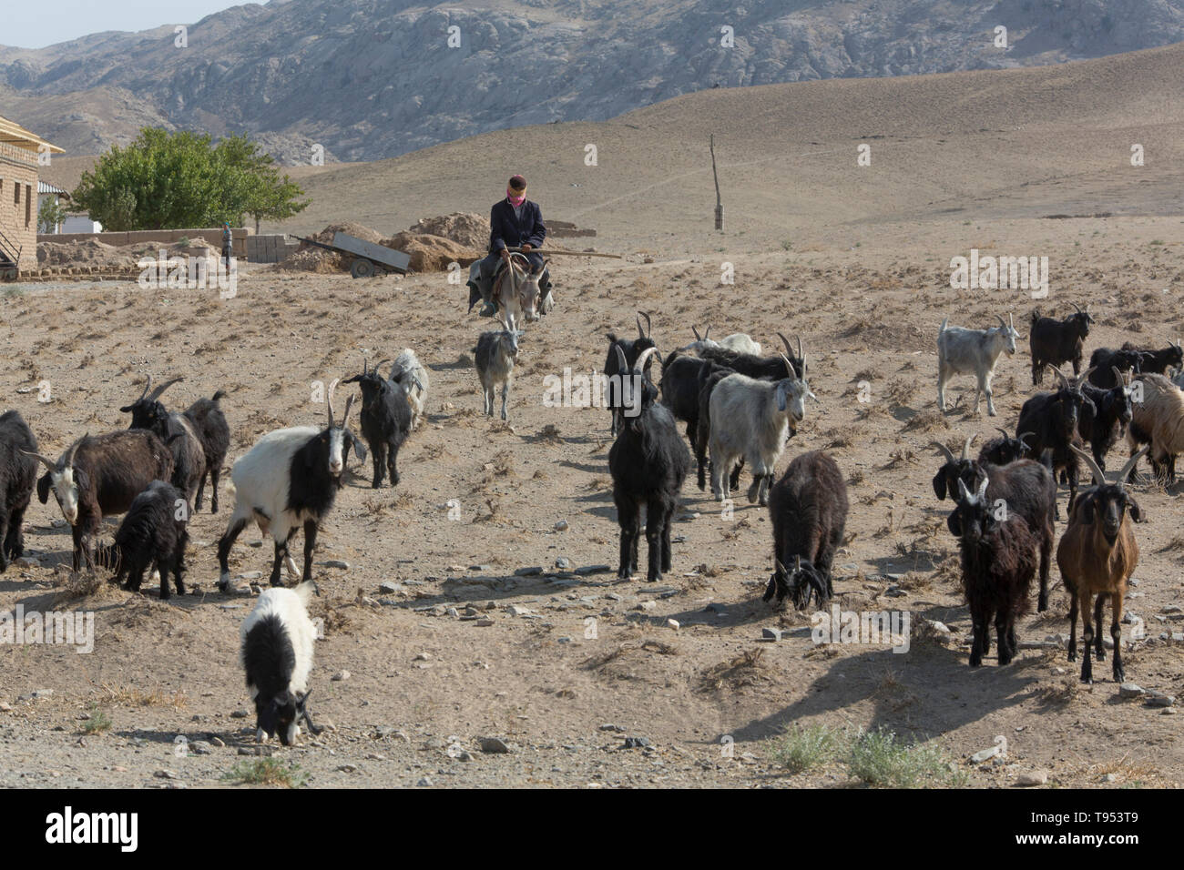 Goat herd silk road hi-res stock photography and images - Alamy