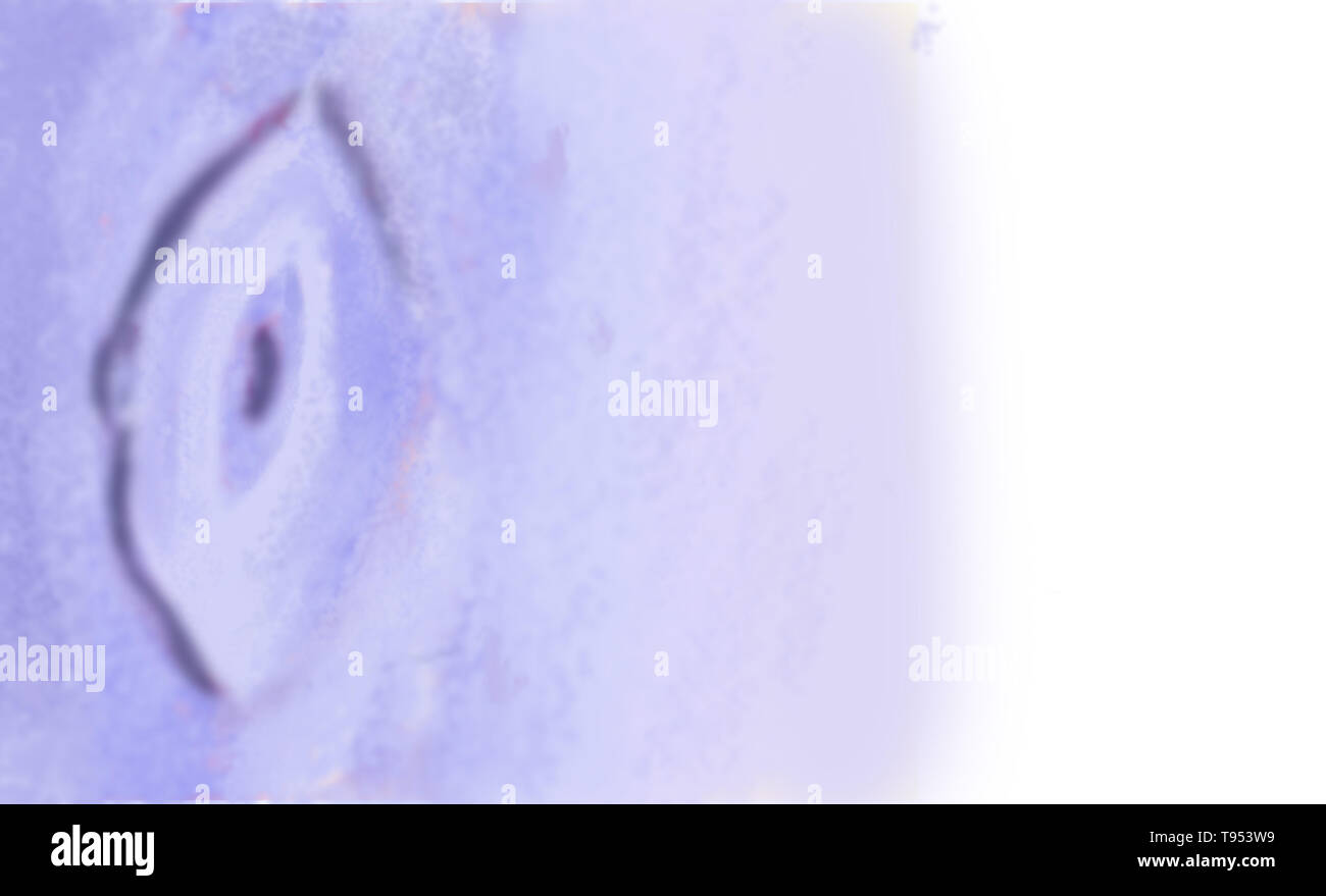 Rhizobium bacteria nodules hi-res stock photography and images - Alamy