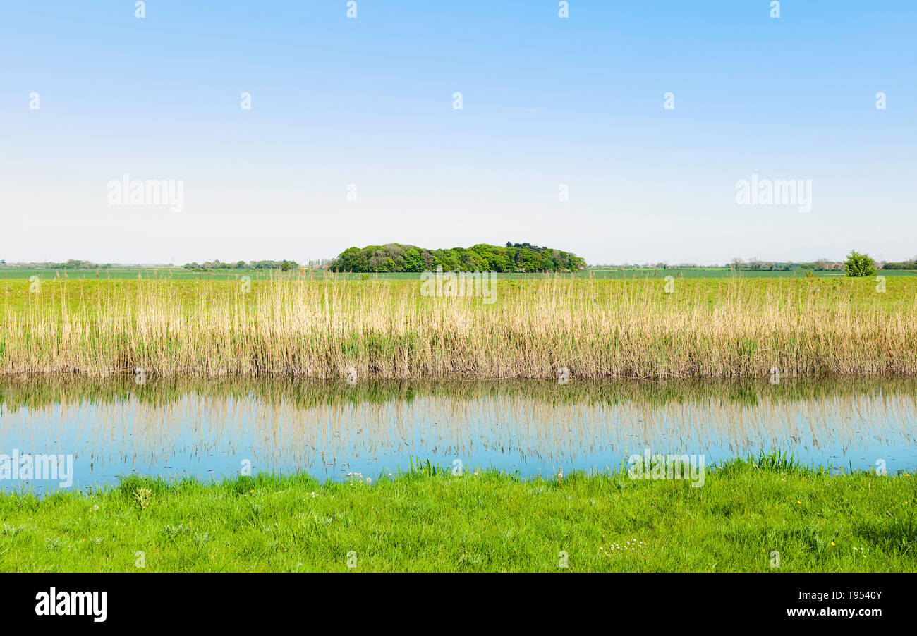 View across the river Hull with tall reeds and farmland in the distance ...