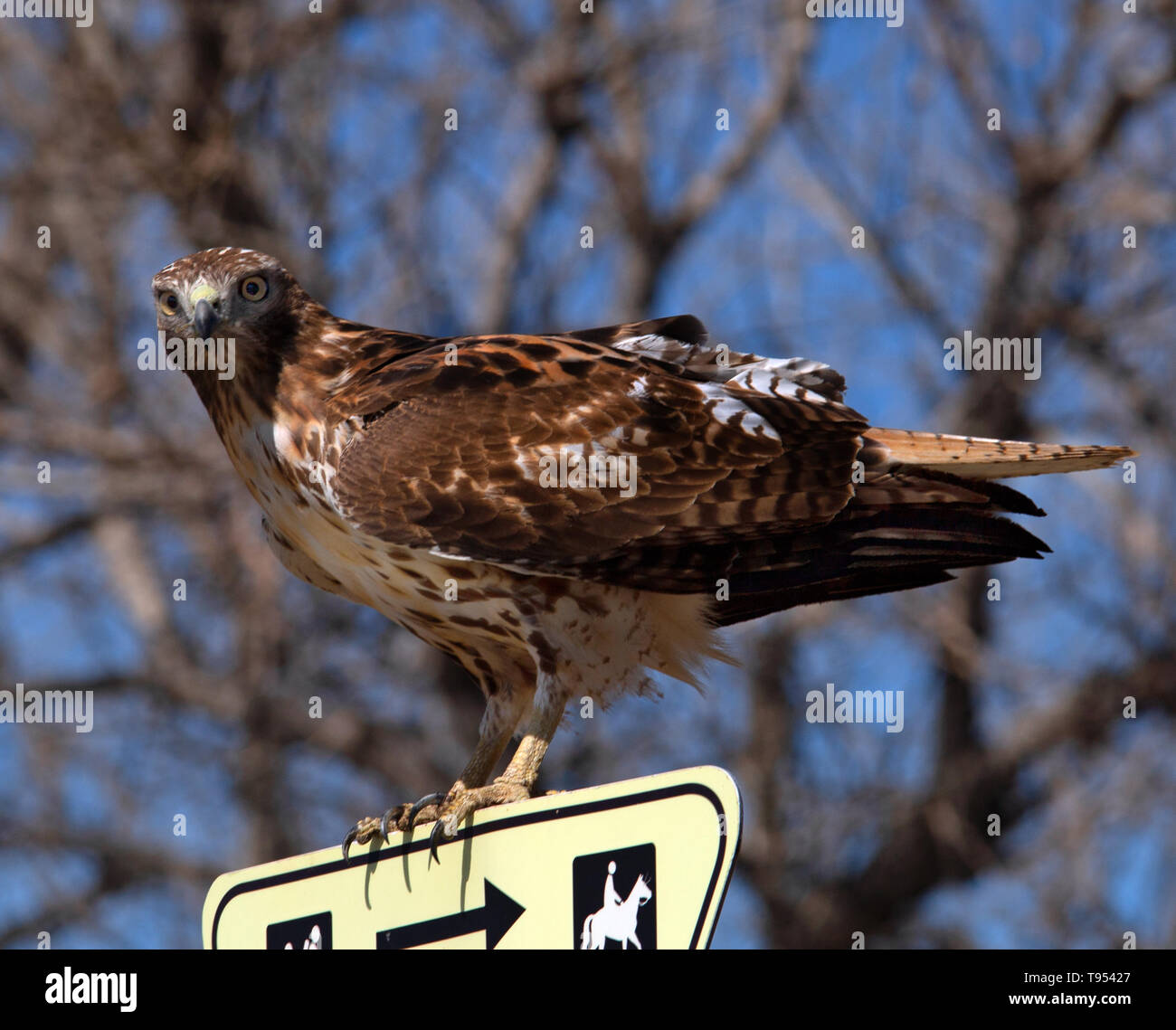 Hawks on a sign hi-res stock photography and images - Alamy
