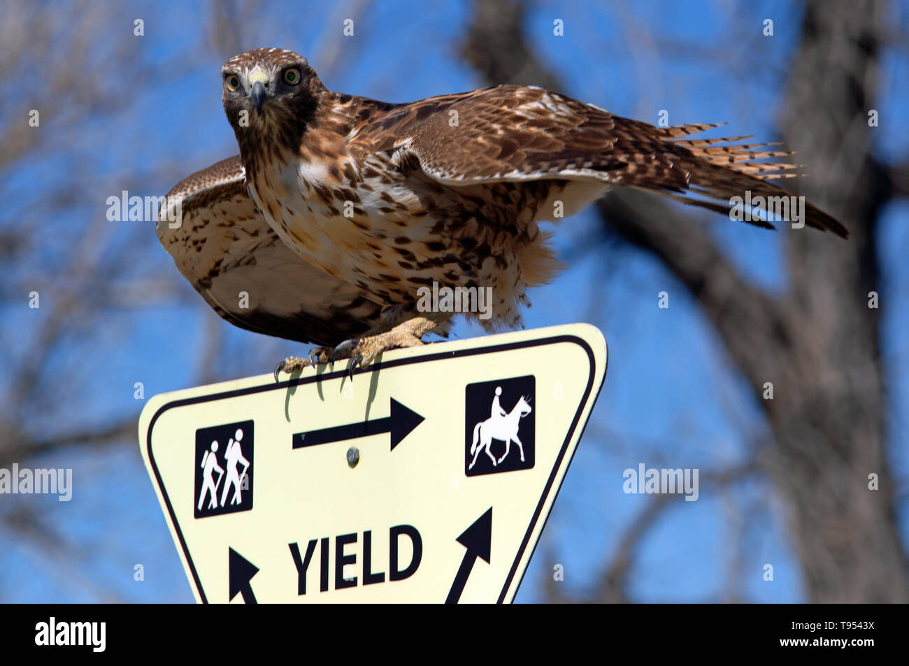 Red Tailed Hawk Stock Photo - Alamy