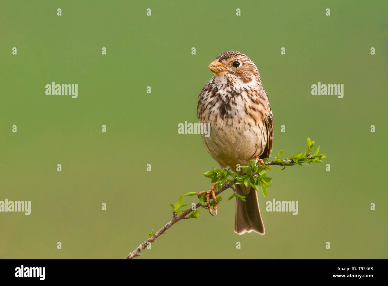 Nice Bird High Resolution Stock Photography and Images - Alamy