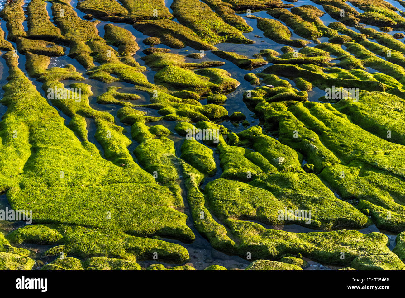 Natural rock formations and pools on seabed covered by algae and eroded ...