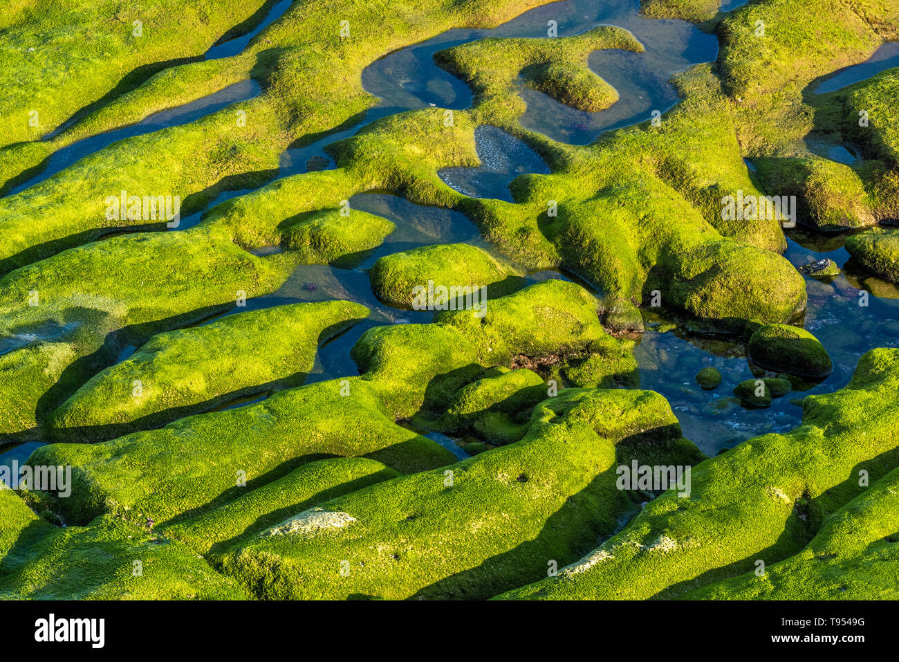 Natural rock formations and pools on seabed covered by algae and eroded ...