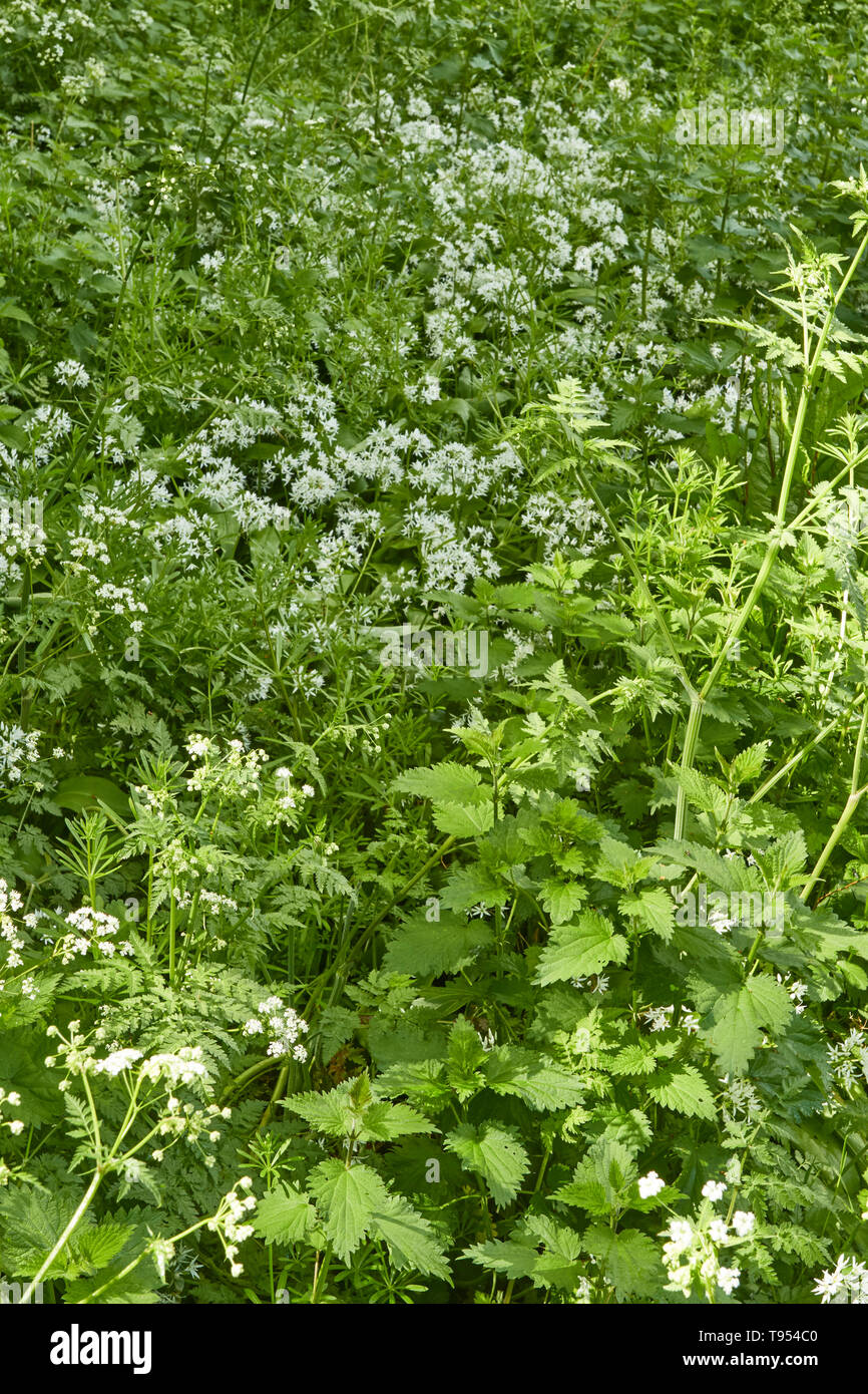 Abstract nature close-up of English countryside plants, Kent, England ...