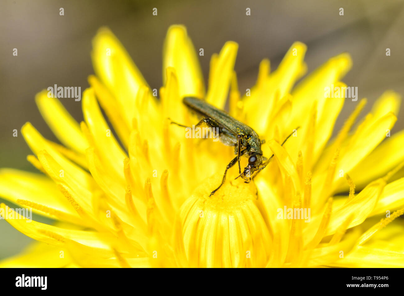 Beetle crawling on a stalk of grass .Insects are very active during the ...