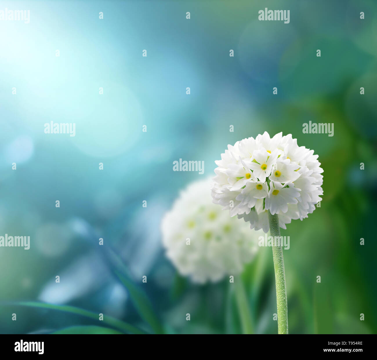 White scope flowers with green grass background Stock Photo - Alamy