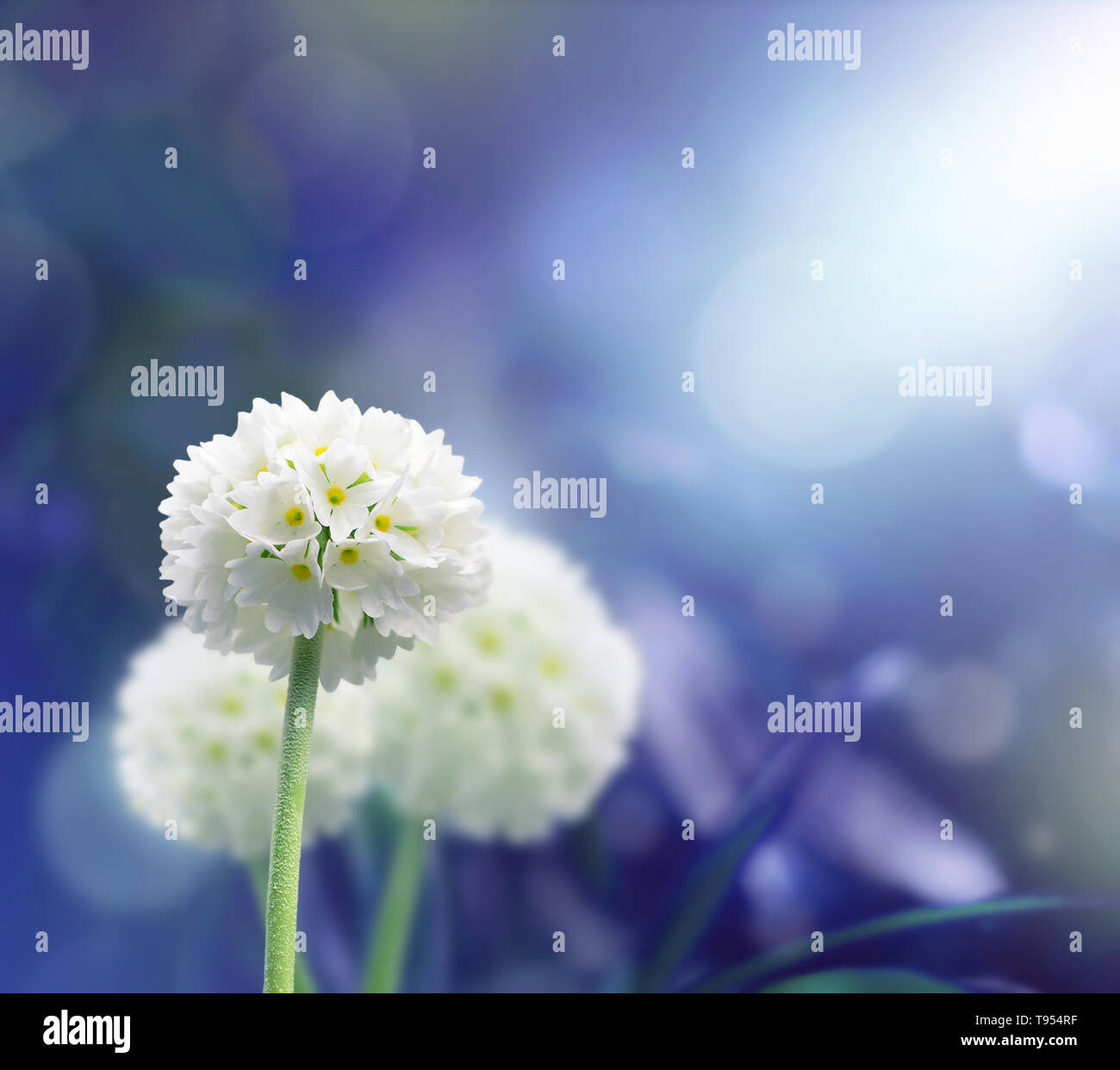White scope flowers with blue plant background Stock Photo - Alamy