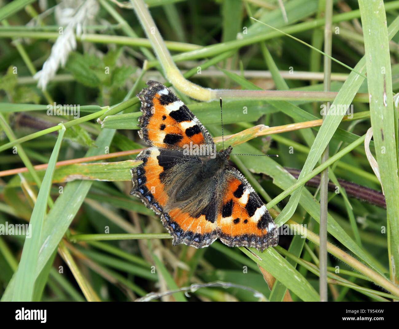 Small Tortoiseshell butterfly, Aglais urticae Stock Photo - Alamy