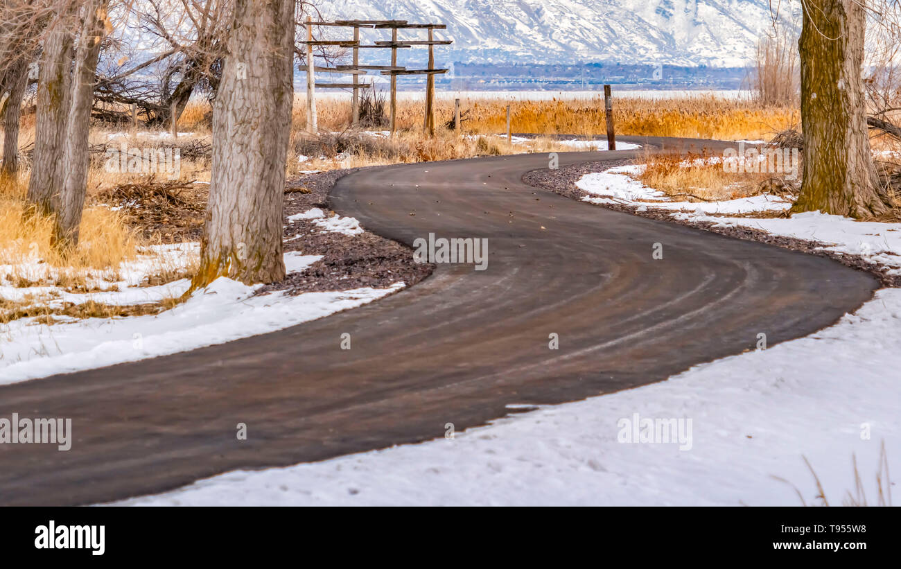 Panorama Curving road on a snowy terrain with tall leafless hibernating ...