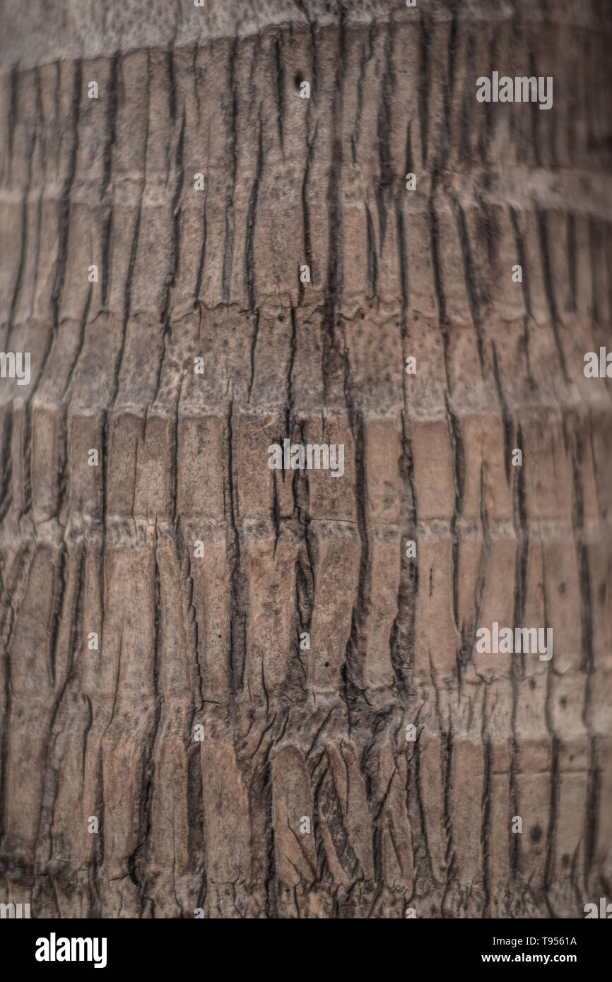 Coconut palm tree trunk texture hi-res stock photography and images - Alamy