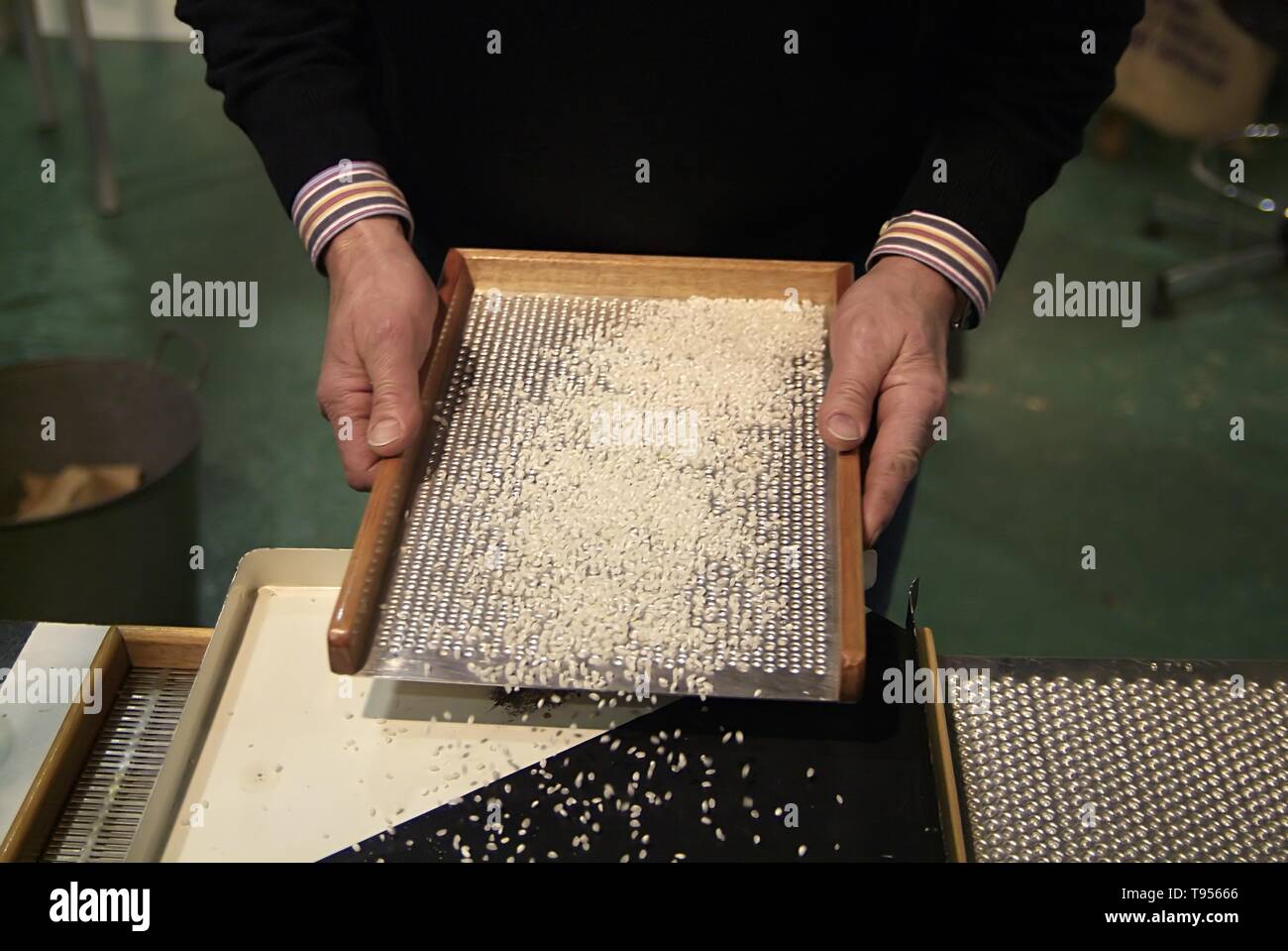 farmer who works in the rice mill, for the manual selection of rice ...
