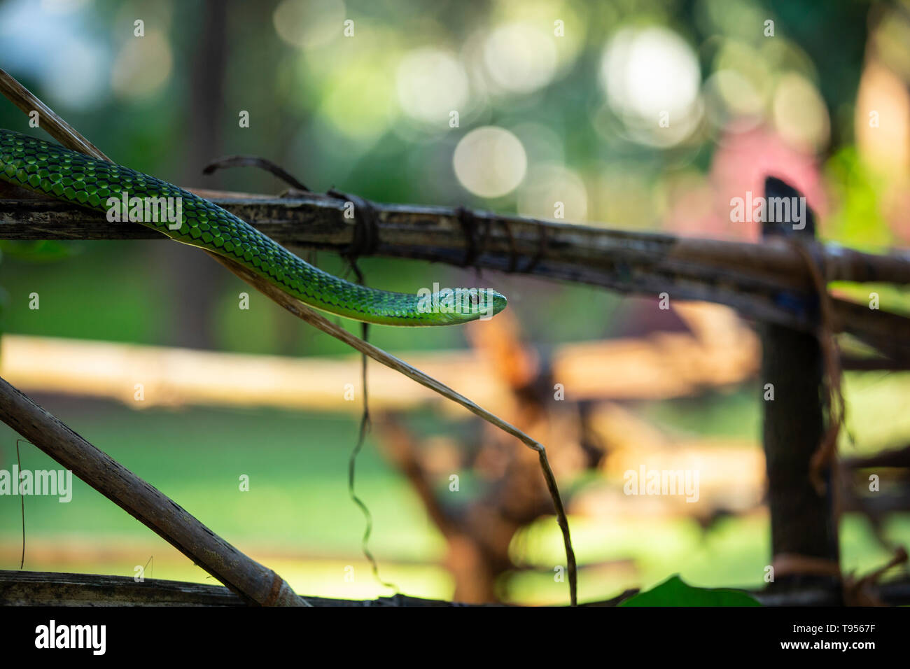 Angola Green Snake/Western Green Snake Stock Photo - Alamy